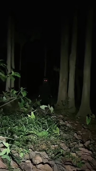 Teoría Del Bosque Oscuro 🌚 Youtube
