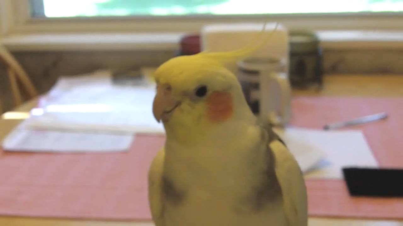 Cockatiel spells answers to communicate! - YouTube