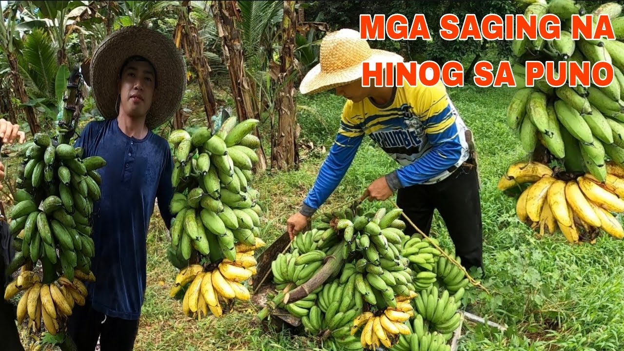 Paglilinis ng sagingan at paghaharvest ng mga saging nahinog - YouTube