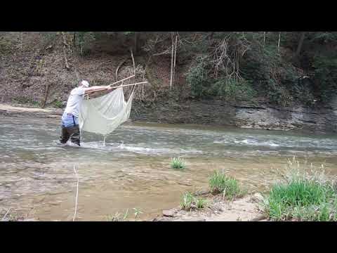Seining Native Fish for Aquarium, PT. 1 - YouTube