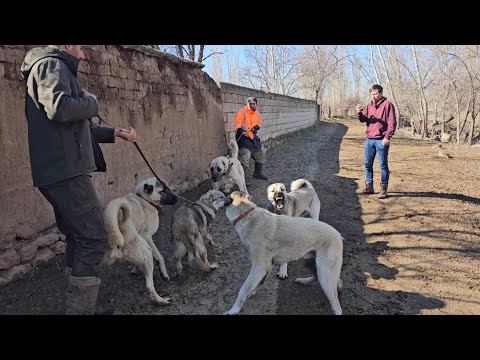 KÖPEKLER ALFAYI SIKIŞTIRINCA GÜMÜŞ DEVREYE GİRİP HEPSİNİ DAĞITTI 