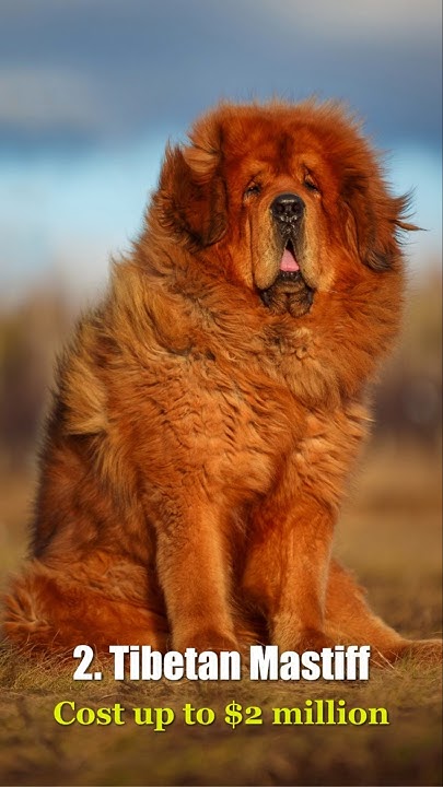 Top 10 Most Expensive Pets in the World - Re-upload - YouTube