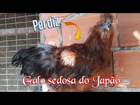 NOVIDADE NO CRIATÓRIO : Galo Sedosa do Japão !! - YouTube
