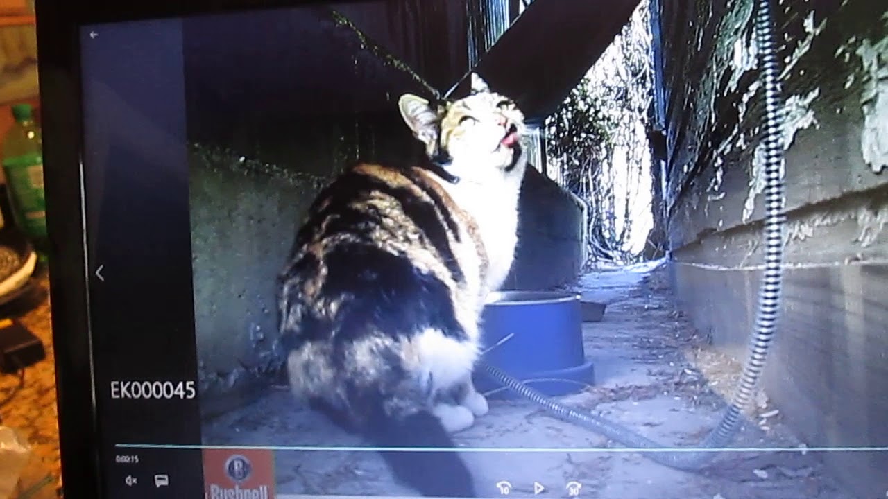 Trail Cam • Feral Cats - YouTube