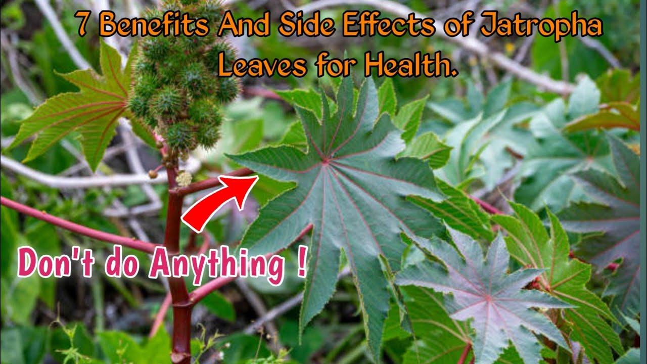 7 Benefits And Side Effect Jatropha Leaves For Health - YouTube