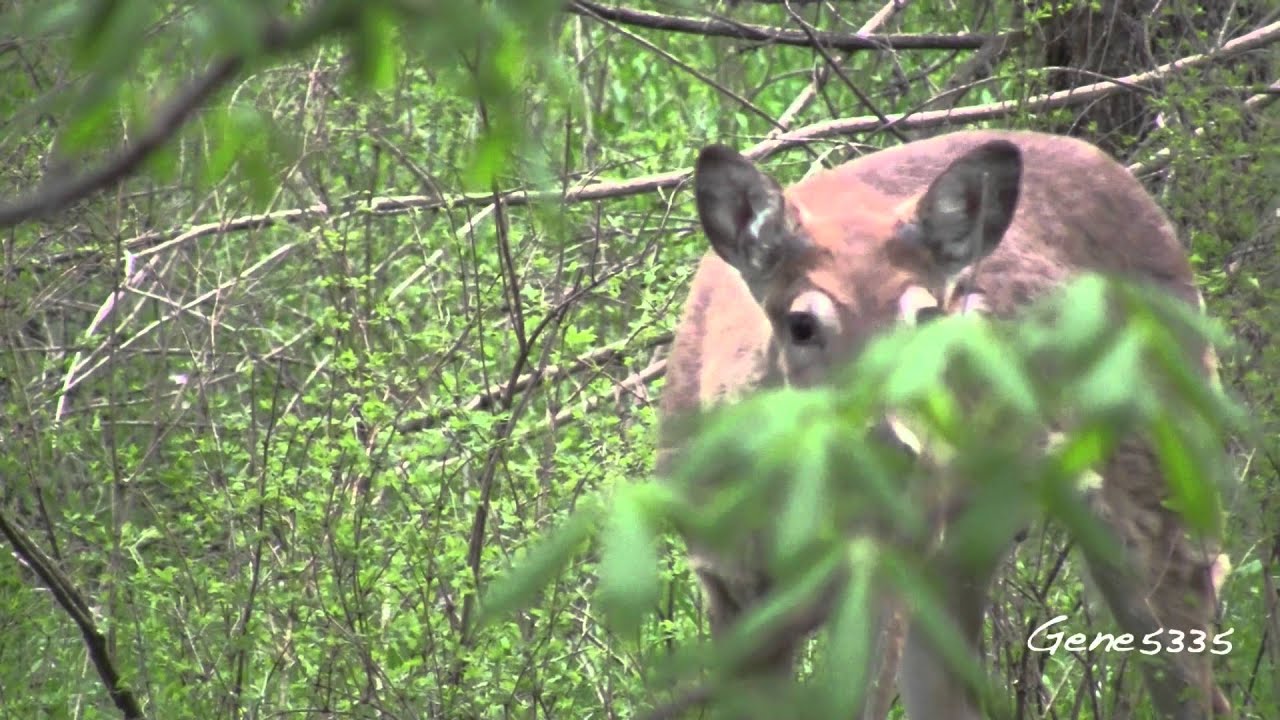 Iowa White-tailed Deer - Spring in the Park - YouTube