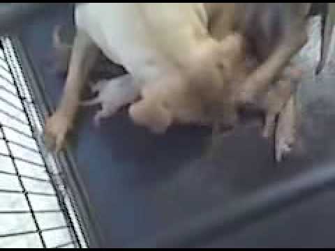 The Pitts Doggie Love Story- Bazuka 8 Pups 1m 7f.3GP