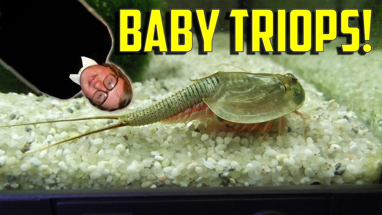 Baby triops - five days old. No commentary - test 4K UHD video. - YouTube