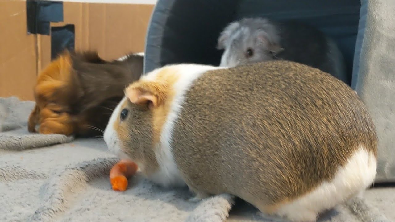 It's Guinea Pig Time! Guinea Pigs Play and Eat On The Floor! - YouTube