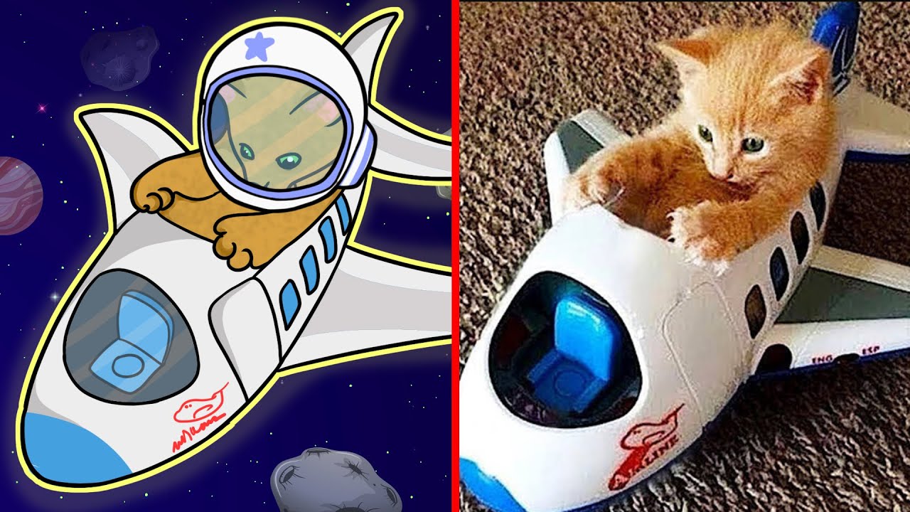 The FUNNIEST Cat Videos of 2024! 🤣 BEST Compilation of Cat Memes - YouTube