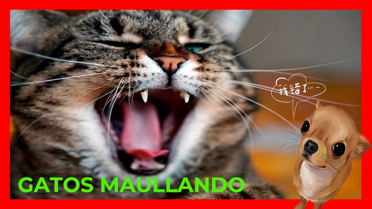 Sonido 10 GATOS MAULLANDO FUERTE para MOLESTAR a tu Perro o Gato - YouTube