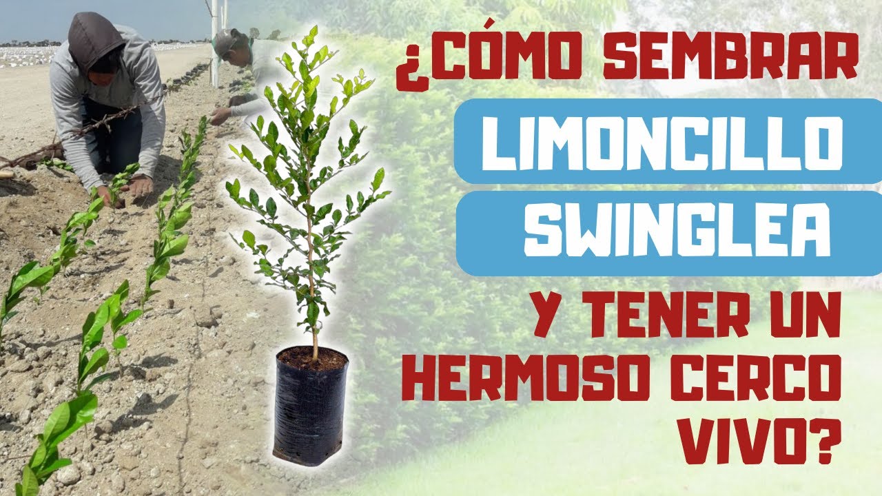 Cómo sembrar LIMONCILLO SWINGLEA y tener un hermoso cerco vivo - YouTube