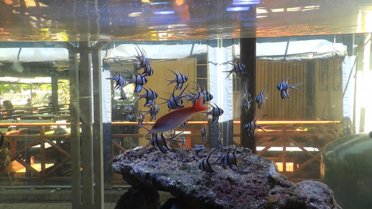 Banggai cardinalfish schooling - YouTube