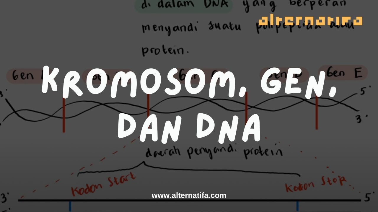 Materi Genetik: Kromosom, Gen, dan DNA | Biologi | Alternatifa - YouTube