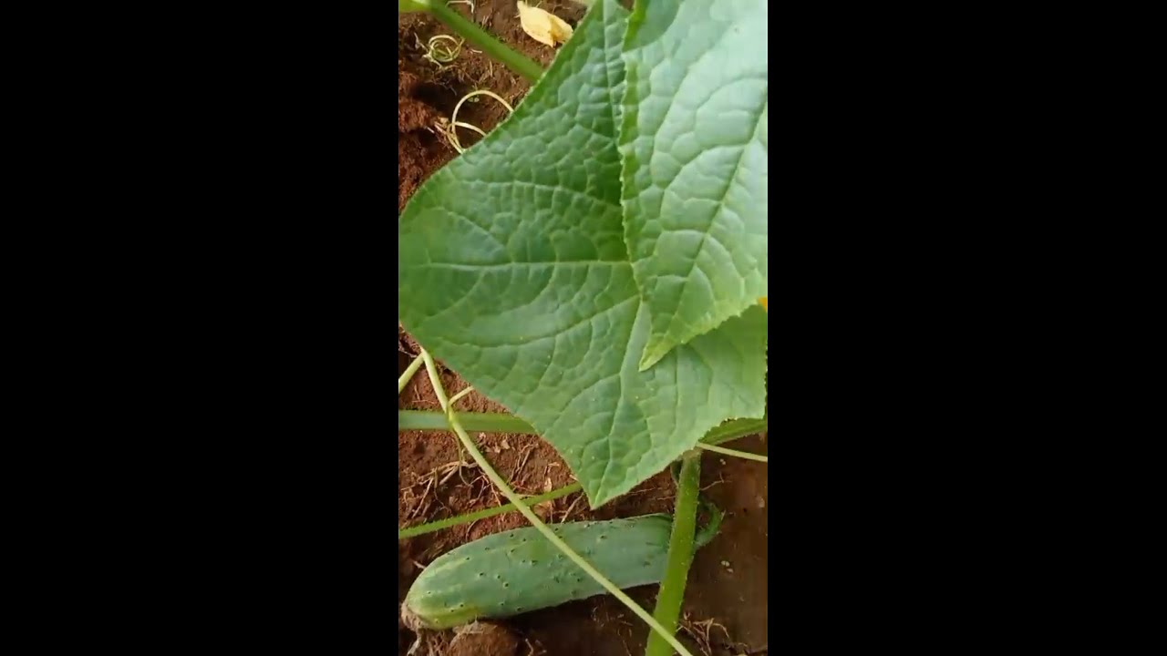 #video.#foney.#Vlogs. - YouTube