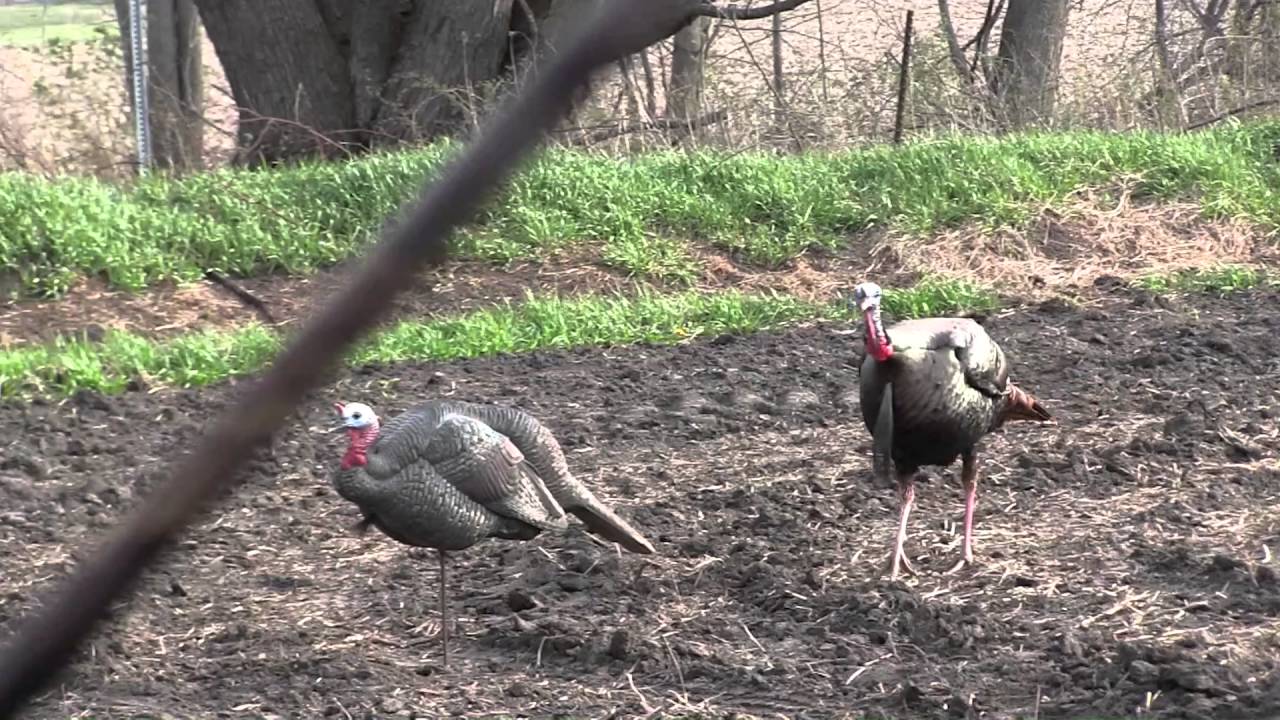 River Bottom Reapers: Iowa Turkey Season Opening Day 4-18-16 - YouTube