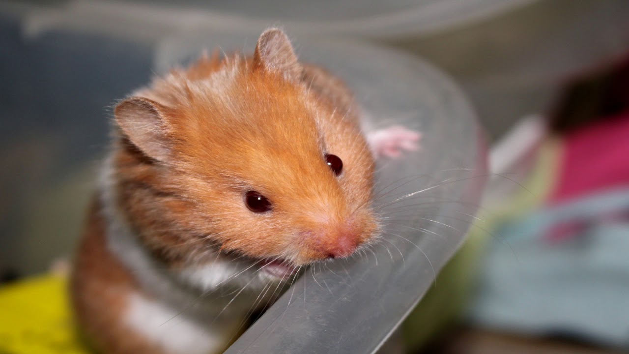 ¿Por que mi hamster tiene los ojos rojos? - YouTube