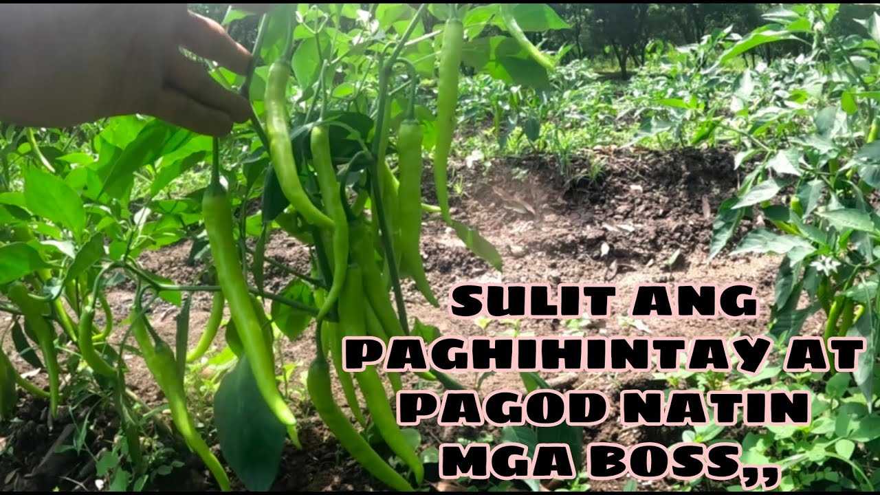 VLOG522 SECOND HARVEST SA SILING PANSIGANG UMAAPAW SA BUNGA,, - YouTube