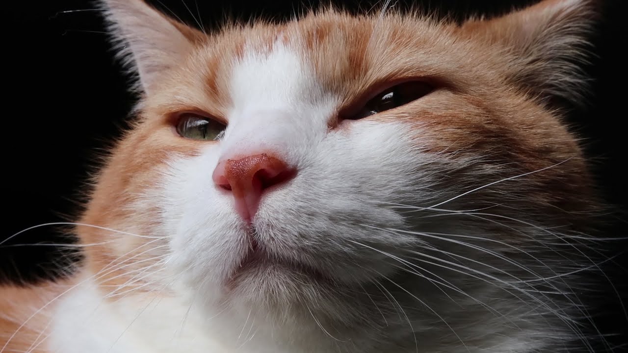 Cat Sniffy Sniffs The Air - YouTube