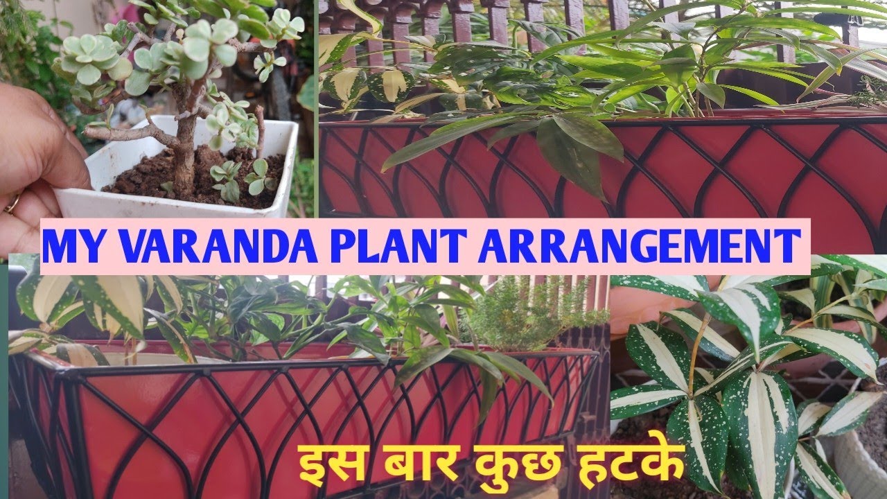 My varanda plant arrangement/ देखिए मैंने अपने वरांडा के लिए एक विशेष ...
