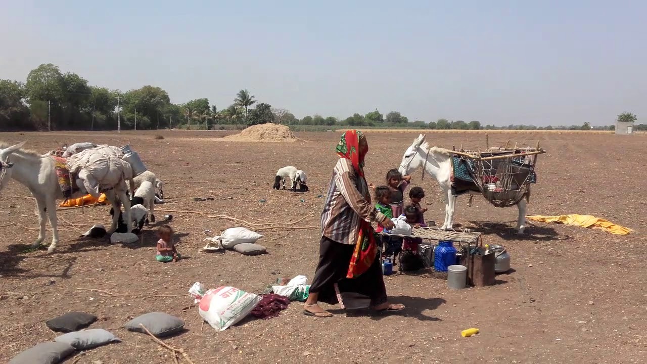 Halari Donkey an Amazing Donkey Breed of Gujarat-India. - YouTube