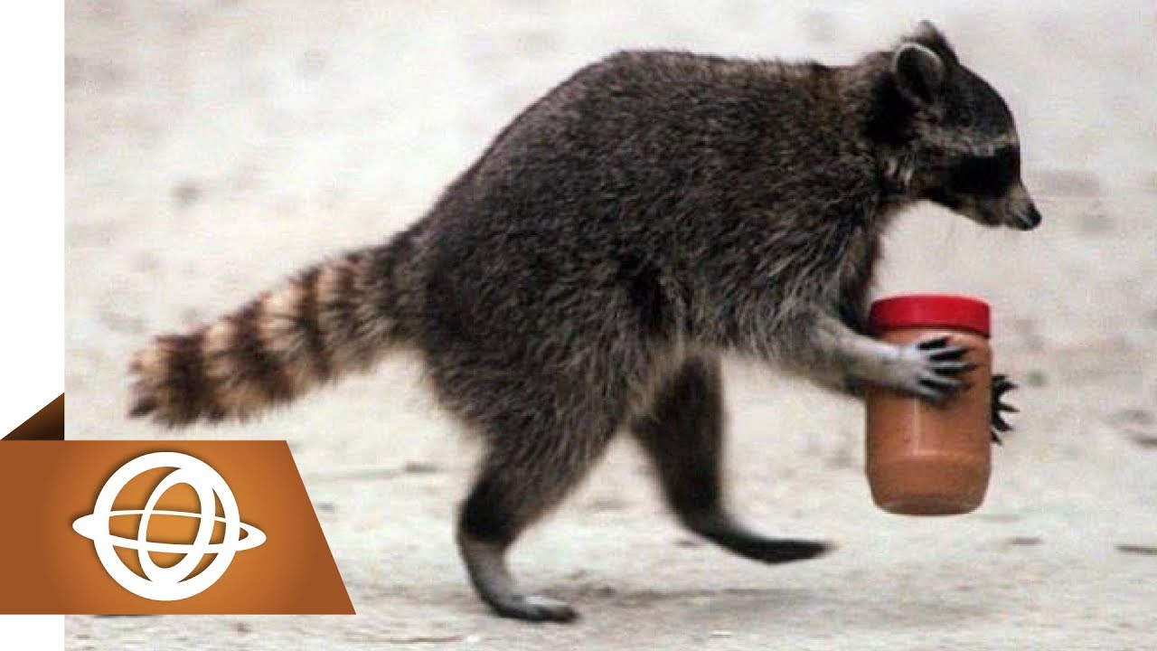 Top 10 Animal Stereotypes That Are Actually True - YouTube