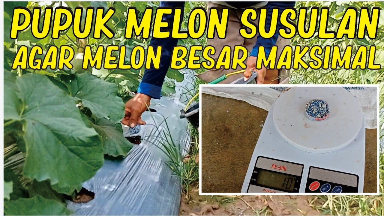 PUPUK MELON SUSULAN, AGAR BUAH MELON BESAR MAKSIMAL - YouTube