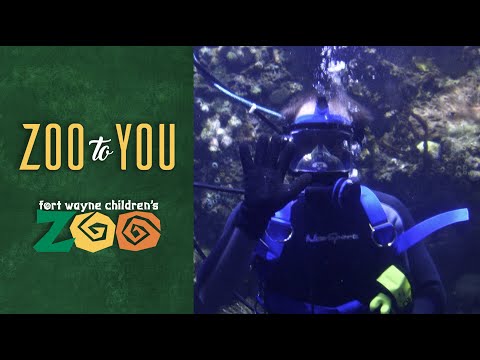 Fort Wayne Children’s Zoo: Aquarium Divers