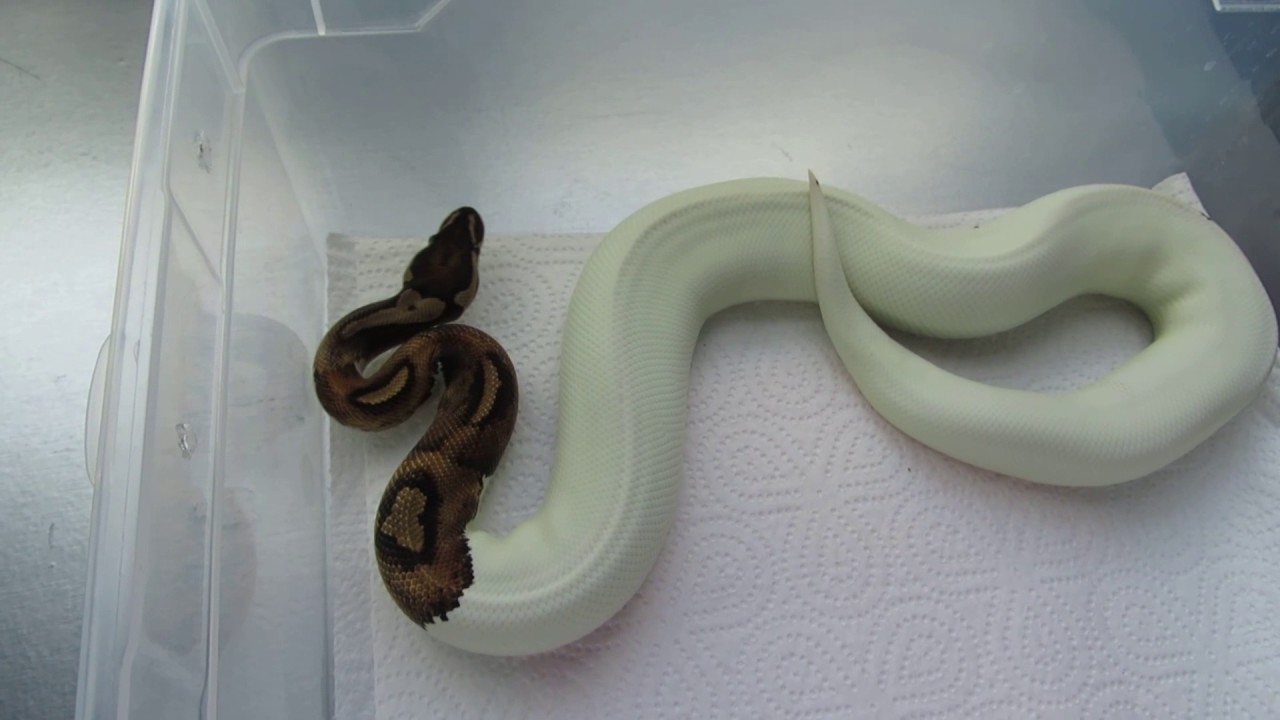 Python regius à vendre et quelques nouveautés - YouTube