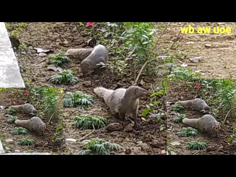 Mongoose,newla,mongoosein jungle - YouTube