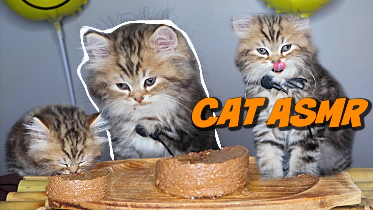 CAT ASMR - Kittens First Time Eating Food - YouTube