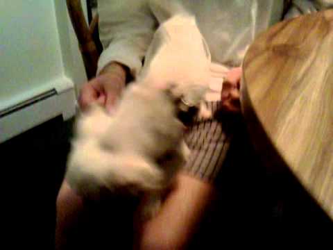 Dog Licking Wood
