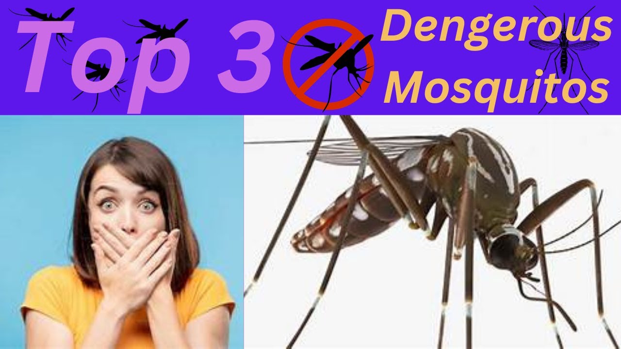 Top 3 Dangerous Mosquitos | Dangerous Mosquitos || Mosquitos | Fact ...