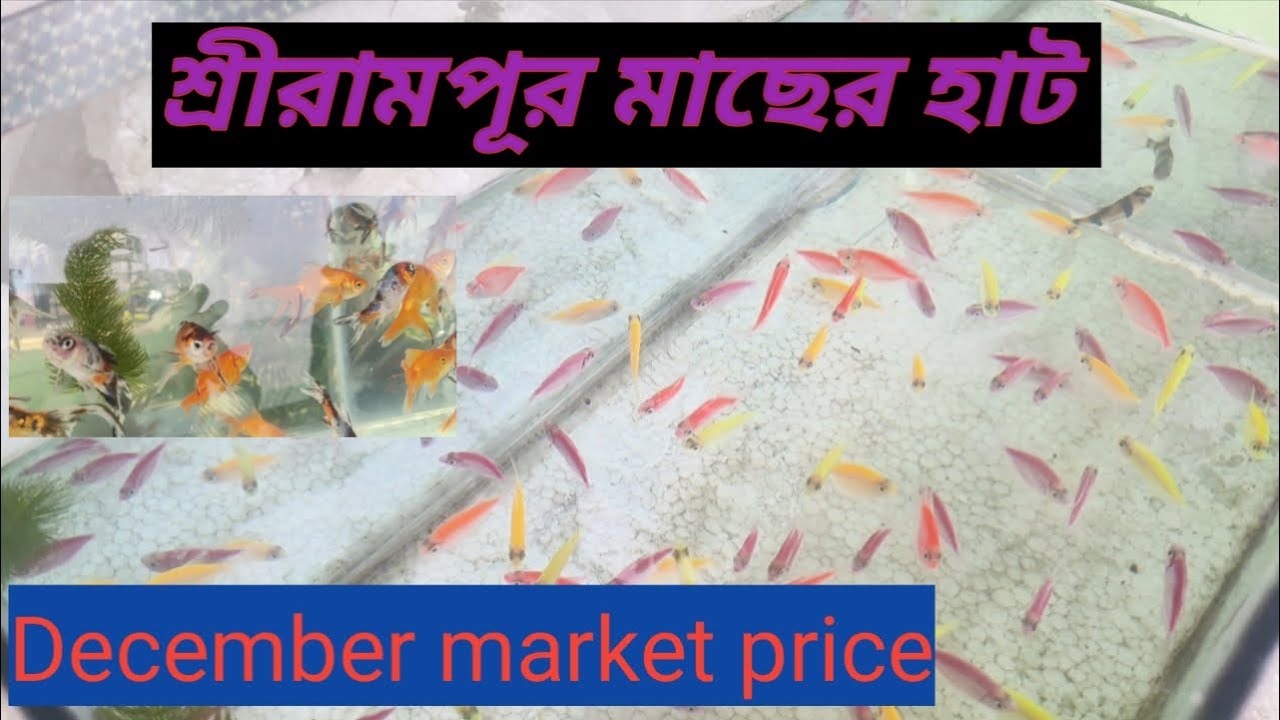 Serampore Fish Pet Market | Serampore Pet Market Fish | Serampore ...
