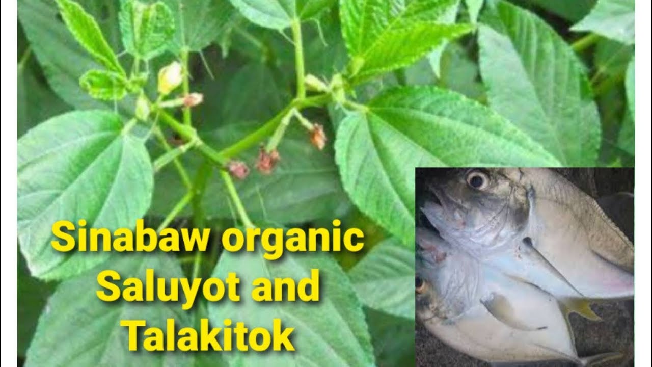 How to cook Sinabaw na Talakitok with Saluyot - YouTube