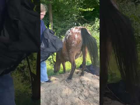 Junkern Beel Sommer 4NRW/5NDS Sommer 