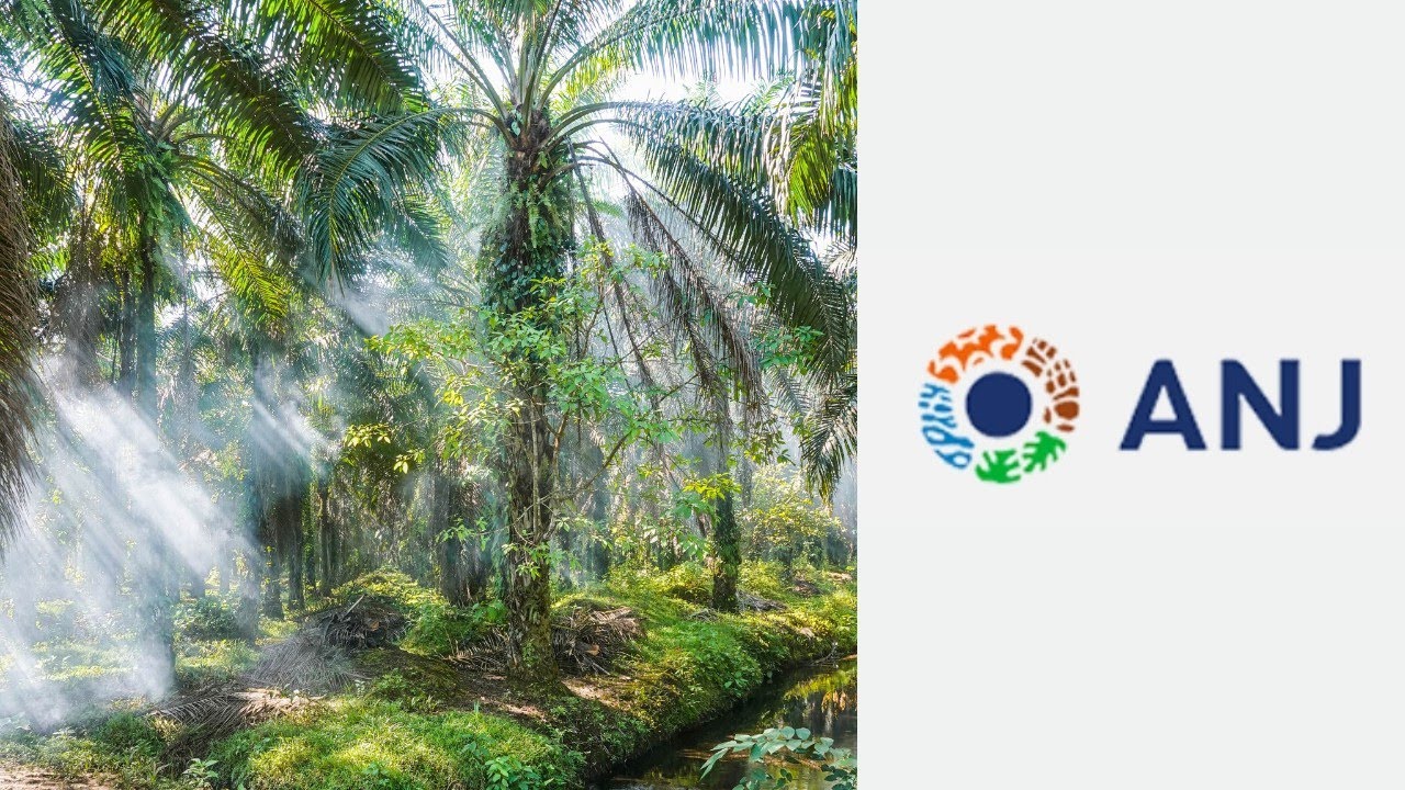 PT. AUSTINDO NUSANTARA JAYA TBK. (ANJT). SAHAM YANG GUA SUKA NIH ...