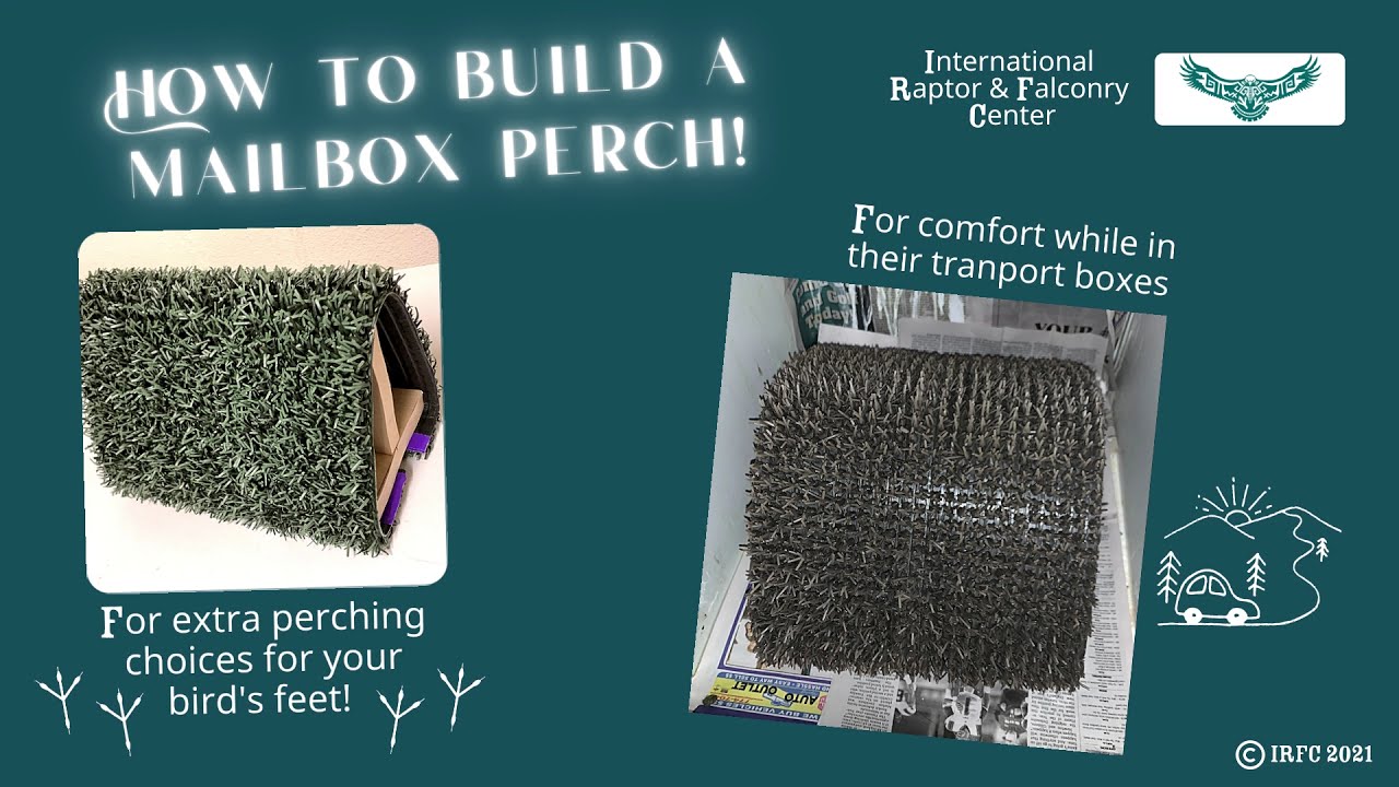 How to Make a Mailbox Perch for your Raptor! For Comfortable Travel ...