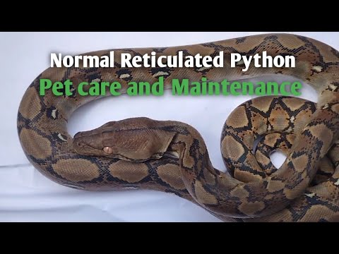 Reticulated Python Pet Care And Maintenance - YouTube