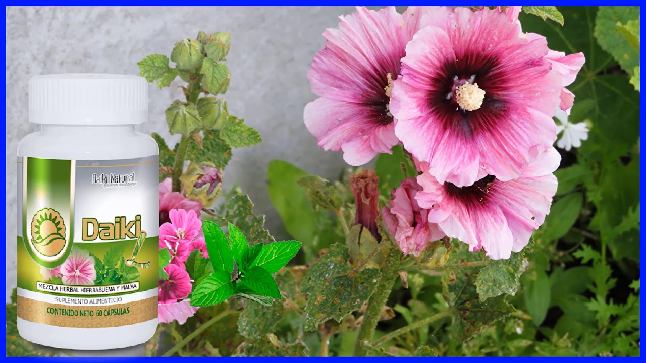Planta Malva SILVESTRE - YouTube