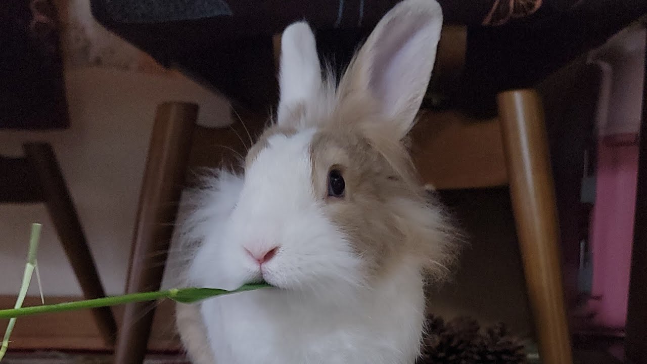 Bunny mofu is live! #live #livestream #bunny #pets #rabbit #cute #mofu ...
