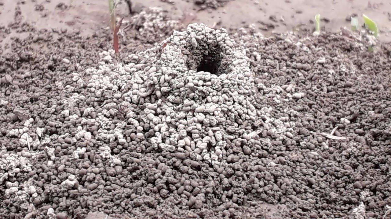 Ants burrowing and shelter infrastructure - YouTube