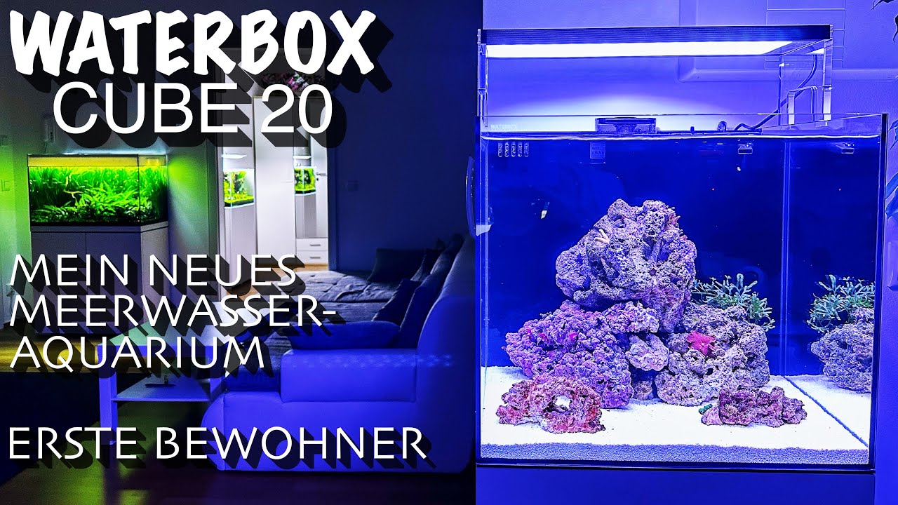 WaterBox Cube 20 - Mein neues Meerwasseraquarium - Erste Bewohner - YouTube