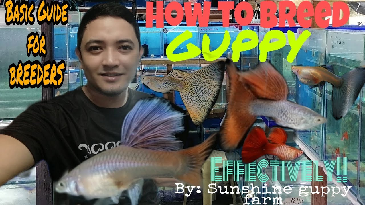 LECTURE: HOW TO BREED GUPPY EFFECTIVELY / Basic Guide For Breeders ...