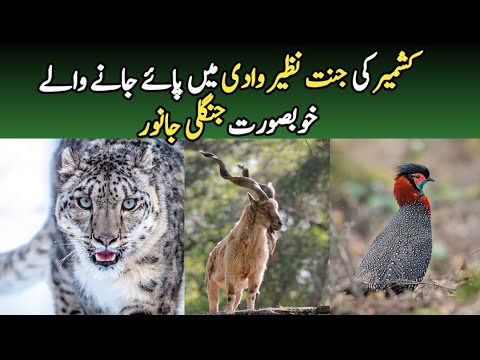 Wildlife of Azad Jammu and Kashmir | Beautiful Wild Animals found in ...