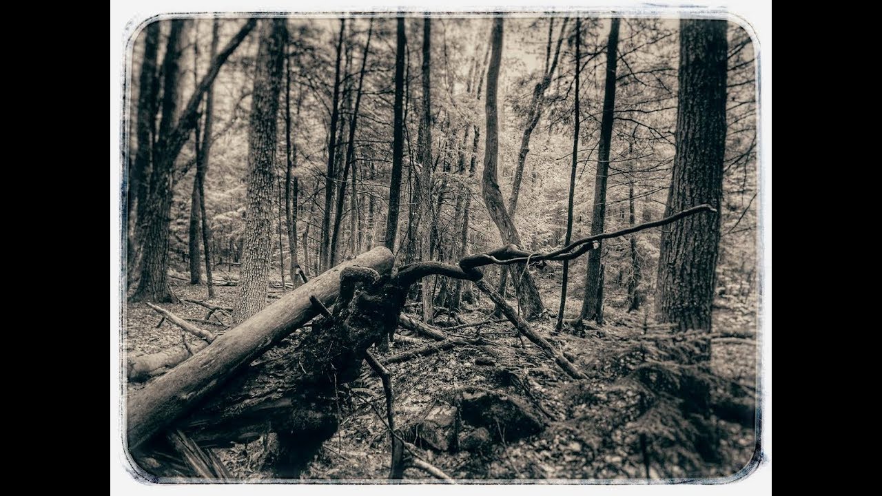 The Hobyahs - YouTube