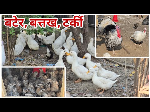 Turkey, White Pucking Duck and Quail at Mharatwada Turkey Farm Aurangabad 