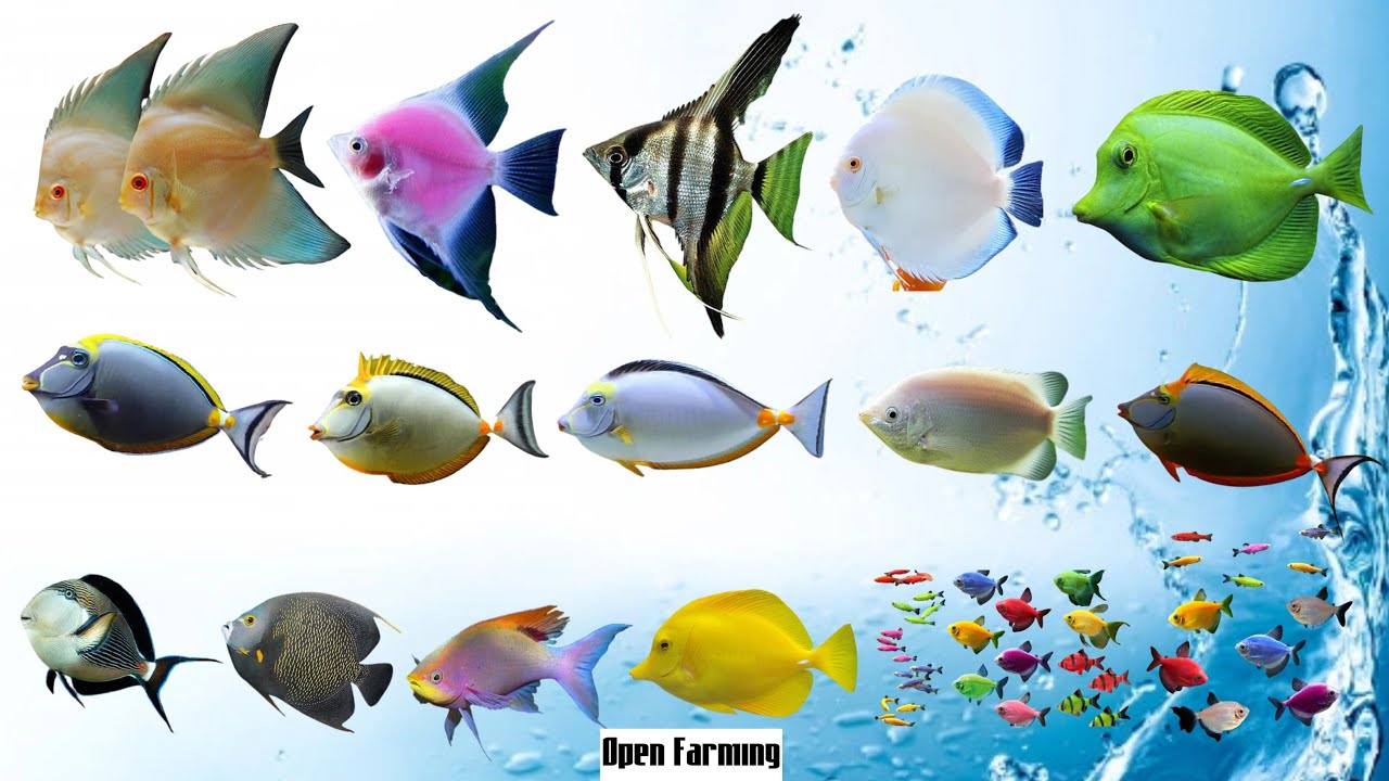Aquarium Fish Market Saudi Arabia| Beautiful Popular Aquarium Fishes ...