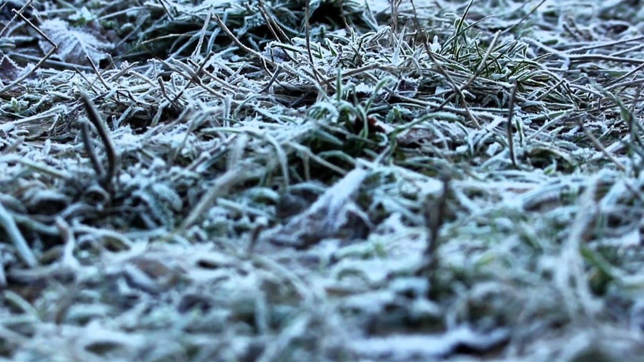 Frozen grass - Free HD stock footage - YouTube