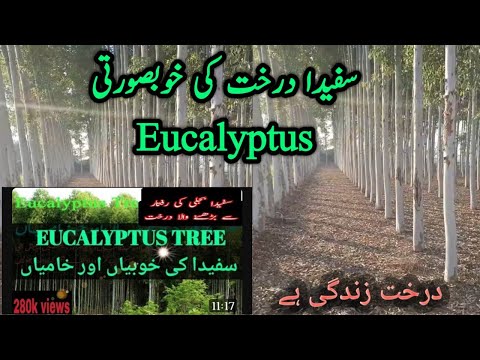 Eucalyptus trees all about information||sufaida tree farming ...
